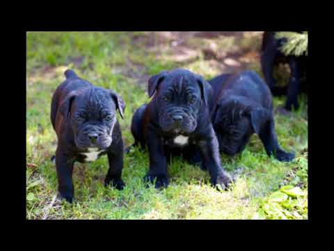 expo-vente-de-chiots-vaucluse-élevage-de-chien-france-chiots-monteux