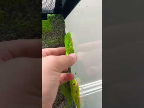 How to activate your red-eye tree frog