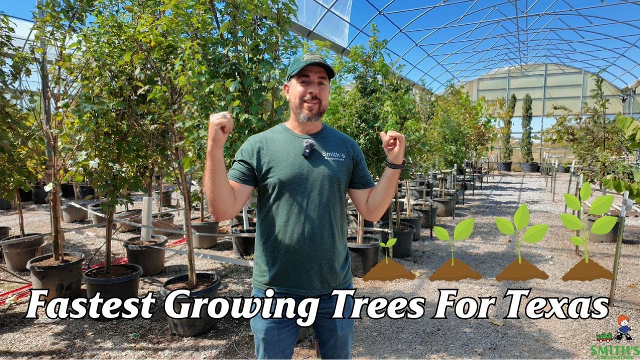 Fastest Growing Trees For Texas