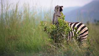 Kwa Maritane Bush Lodge