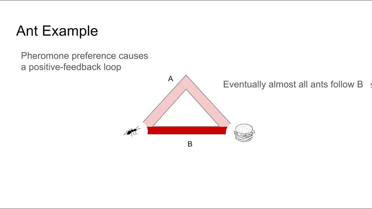CSC480 Presentation - Ant Systems