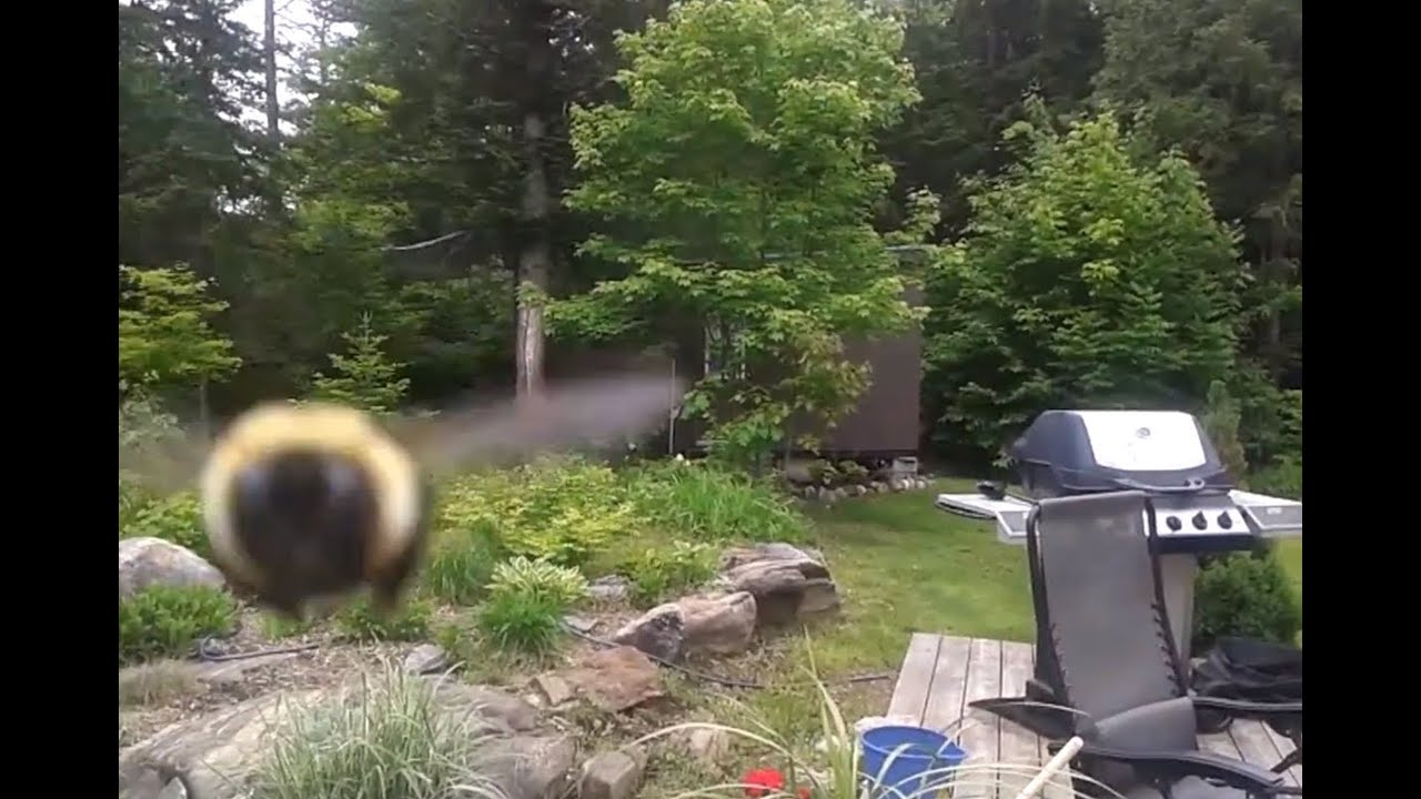 Camera Attacked by Bee (Bee flys into camera)