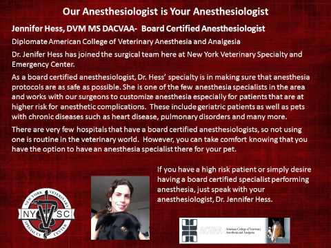 Jennifer Hess DVM MS DACVAA Board Certified Anesthesiologist