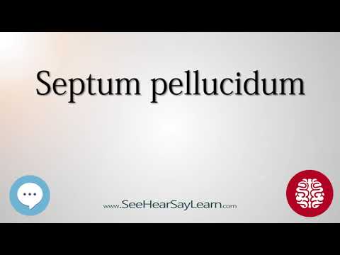 Septum pellucidum Anatomy of the Brain SeeHearSayLearn 🔊