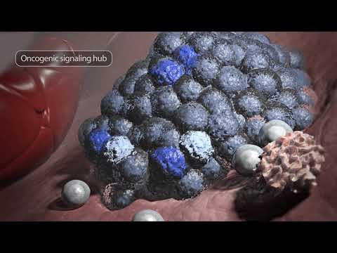 BostonBiomedical STAT3