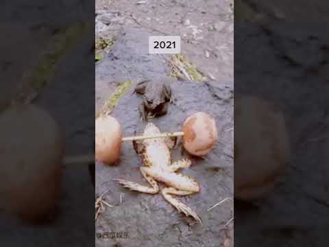 Funny Animal - Best moments #Shorts