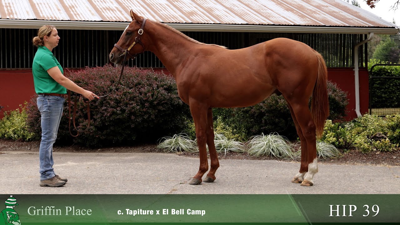 Hip 39 - c. Tapiture x El Bell Camp