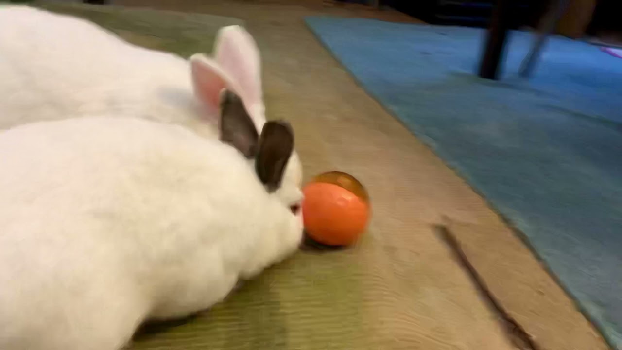 Insider's Guide to Rabbit Toys - The Bunbrary Blog