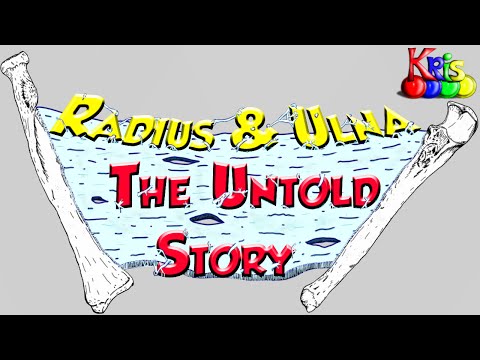 The Radius and Ulna Bone → Anatomy and Bony landmarks video || By: Kinesiology Kris