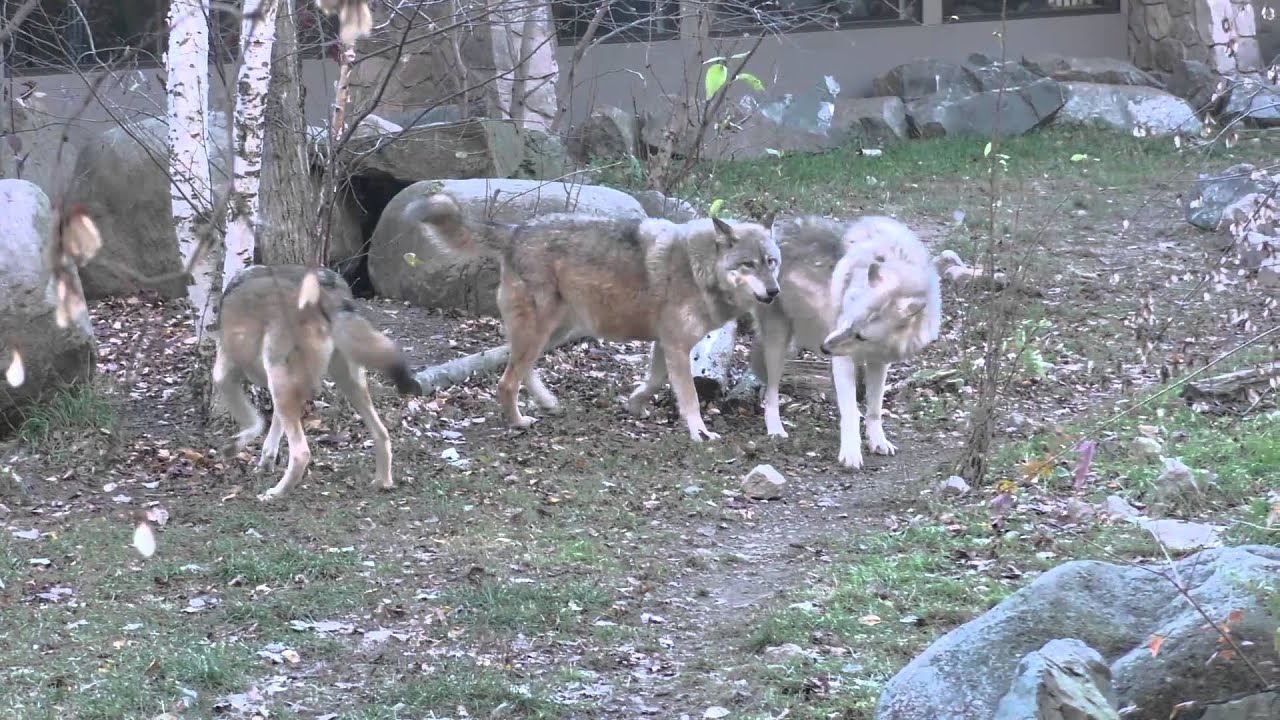 WC Video - 23 October 2015- Fall Sunset