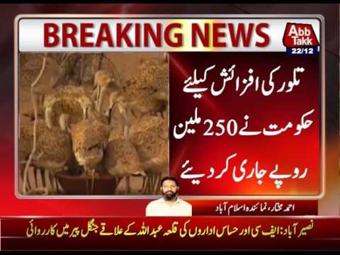 Government releases Rs 250m for houbara bustard breeding