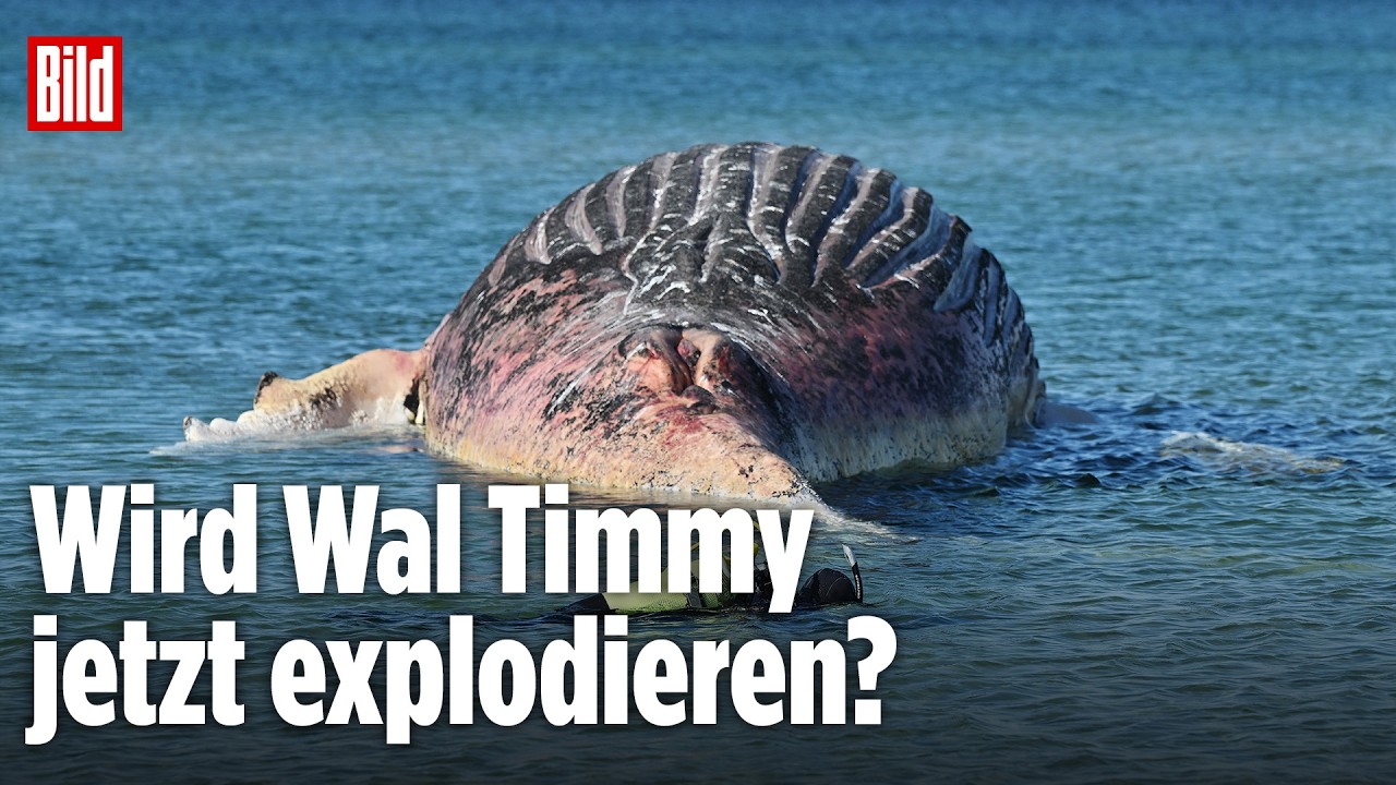🔴 WAL TIMMY: Droht er JETZT zu explodieren? | LIVE vor der Küste von Anholt in Dänemark