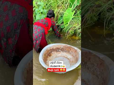 చెల్లితో చేపల వేటDAY19????#ytshorts #fish#fishingvideo #villagefishinglife #villagevlog #villagefish