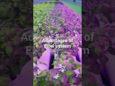 Advantages of flow system