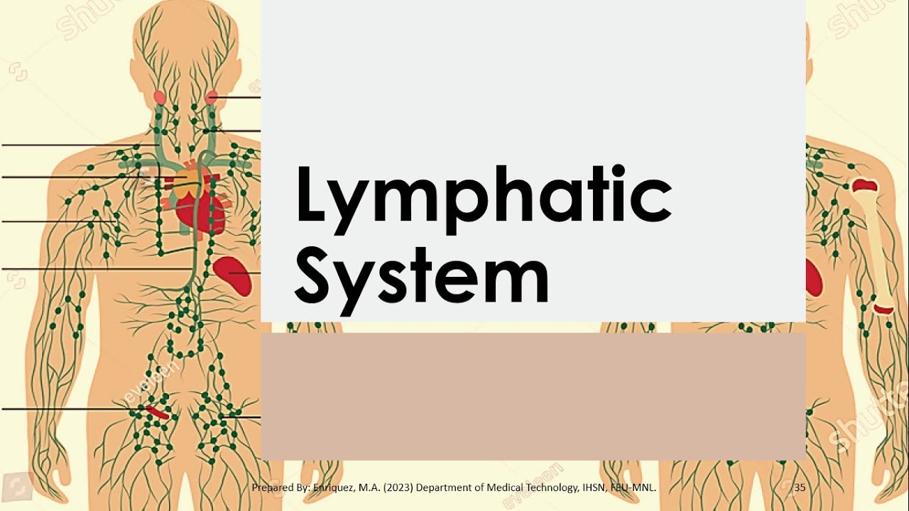 Understanding the Lymphatic System and Immunity | Galaxy.ai