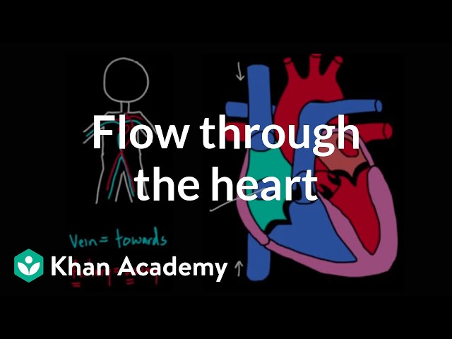Understanding the Human Heart: A Journey Through the Circulatory System ...