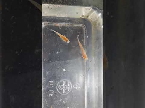 (Video) Medaka „Azuma tri color“ | medaka projekt メダカプロジェクト