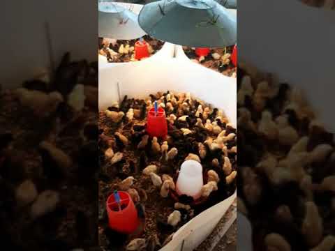 Chick Brooder and Chick Guard - Brooder Guard Latest Price ...