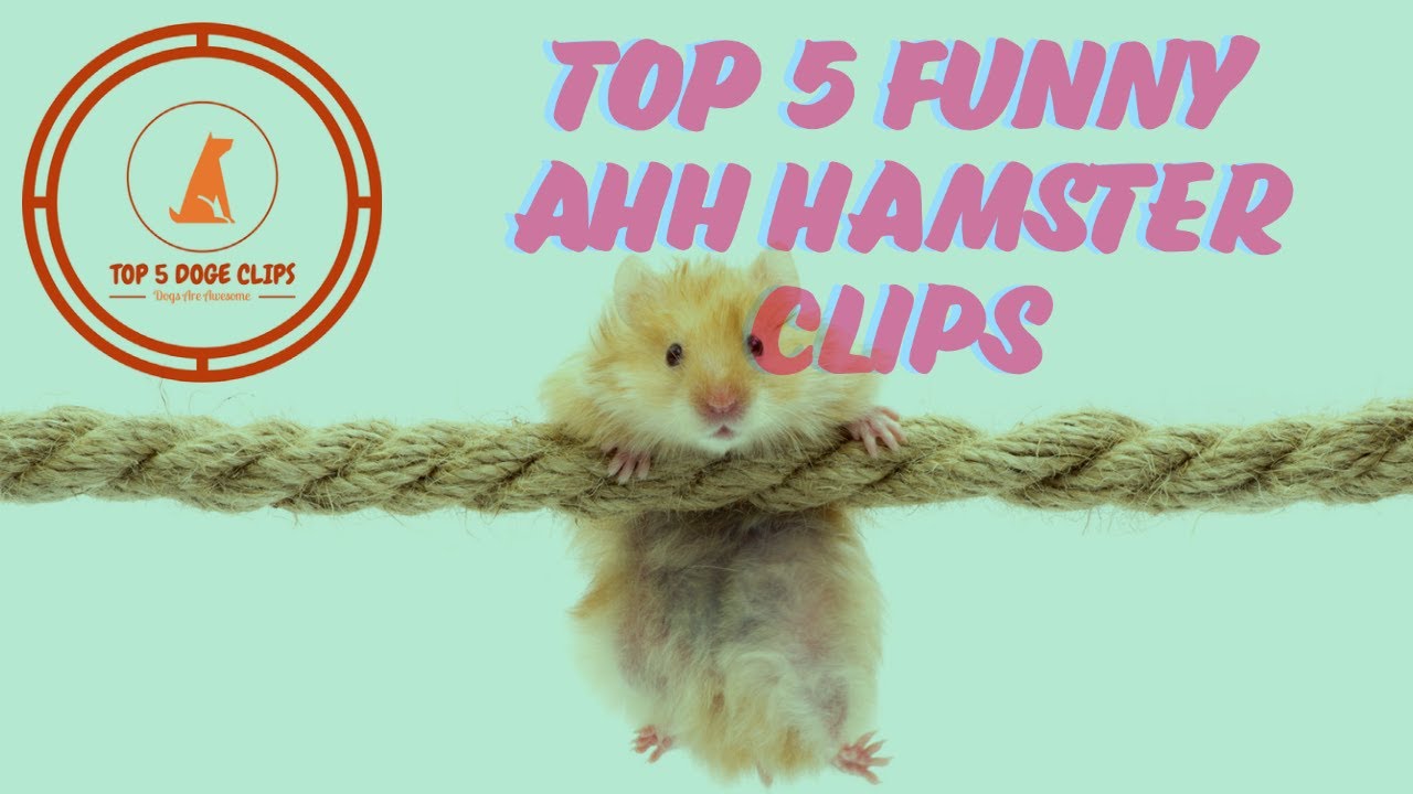 Top 5 Funny AHH Hamster Clips