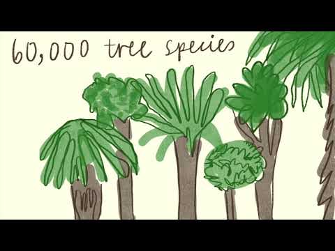 Forests and Peatlands