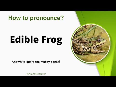 How to pronounce (Edible Frog) in English Correctly