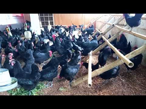 A plus Australorp Kashmir breed fertile Eggs available for Sale on advance Booking|