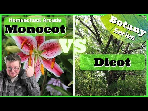 Monocots VS Dicots | 6 Main Differences Between Monocots & Dicots