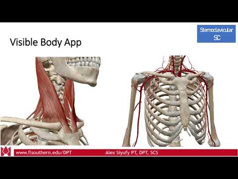 SC joint mechanics Kines 7120
