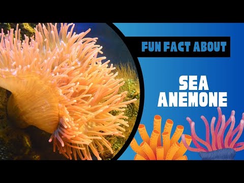 Fun Facts about Sea Anemones