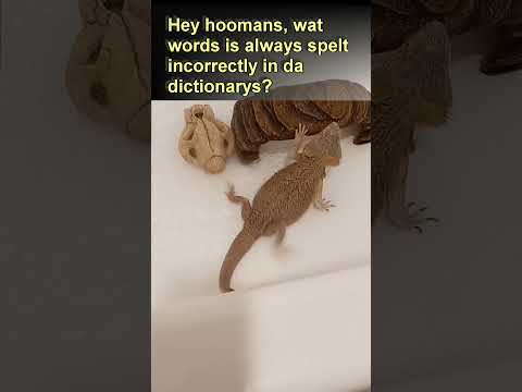 Bathing Larry, correctly Incorrectly spelling #funny #beardeddragon #reptiles #pets