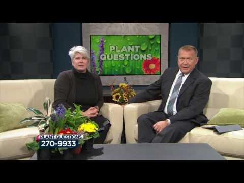 Lisa answers viewers' plant, gardening questions