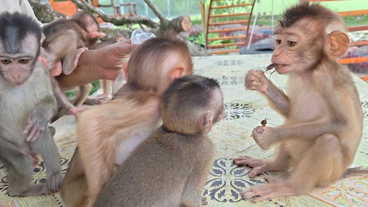 Look at the reactions and expressions of these baby monkeys when fed crickets😲😅