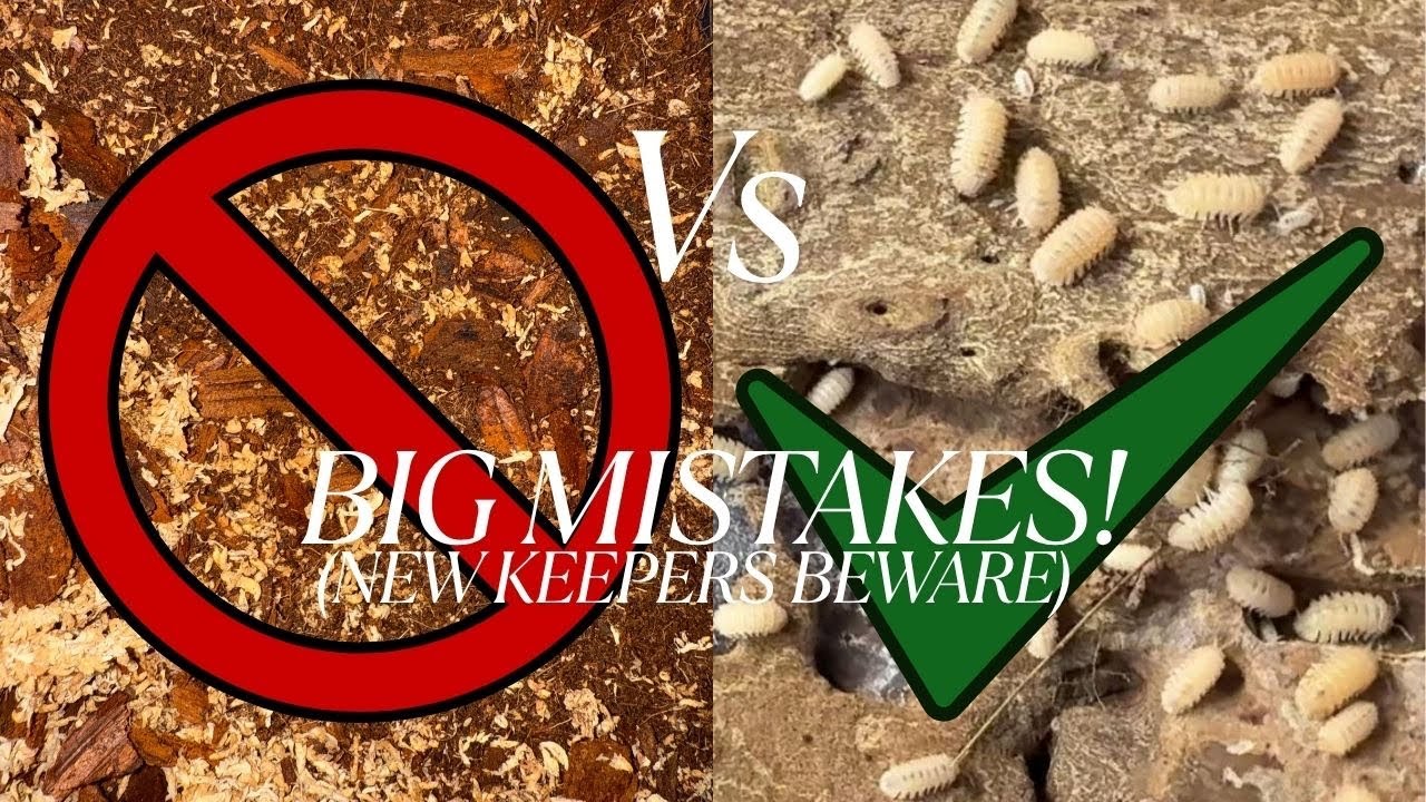 9 Common Isopod Mistakes!