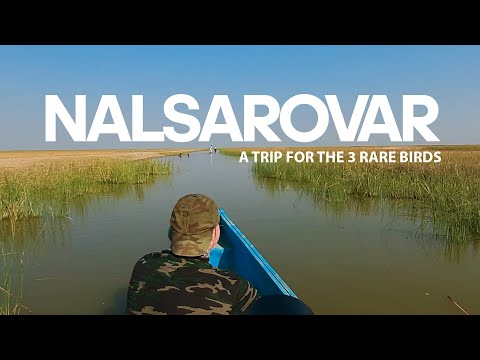 Nal Sarovar Bird Sanctuary | In search of 3 rare birds | Best Place to visit near Ahmedabad
