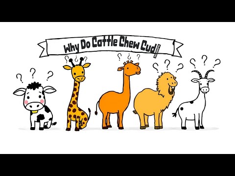 How to Understand Why Cattle Chew Cud