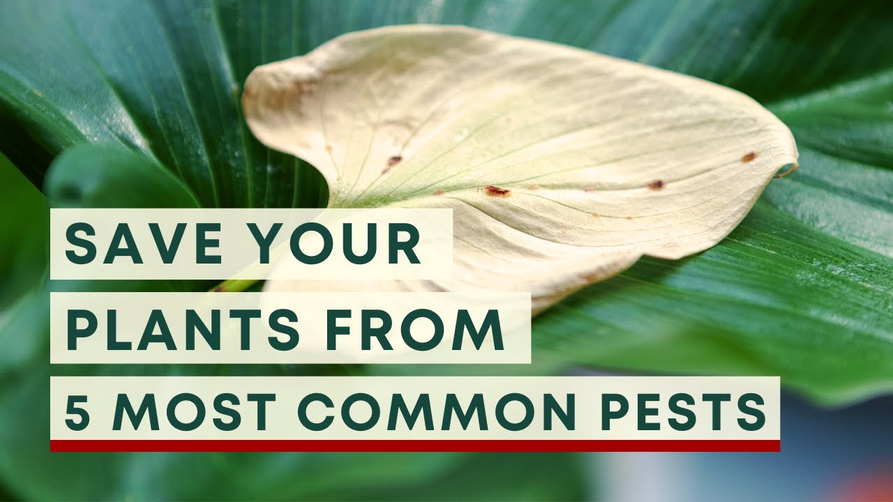 Pest Management 101: Identify and Treat 5 Most Common Houseplant Pests