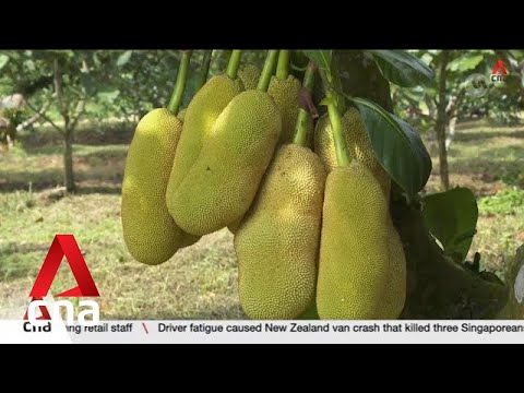 Malaysia seeks to export more premium fruits to China