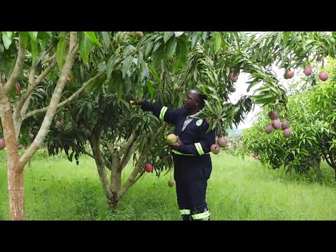 MANGO FARMING PROFITABLE COMMERCIAL VENTURE