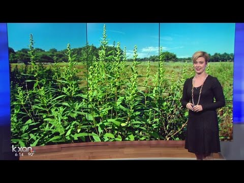It’s more than just ragweed in the air this fall