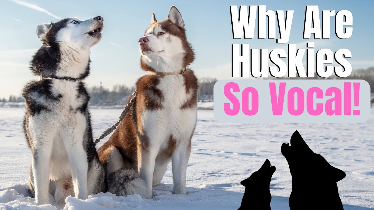 The REAL Reason Huskies Are So Vocal