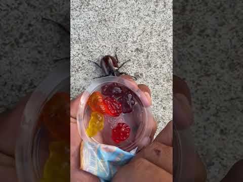 Help the beetle !! sharing aquarium candy with beetle #shorts
