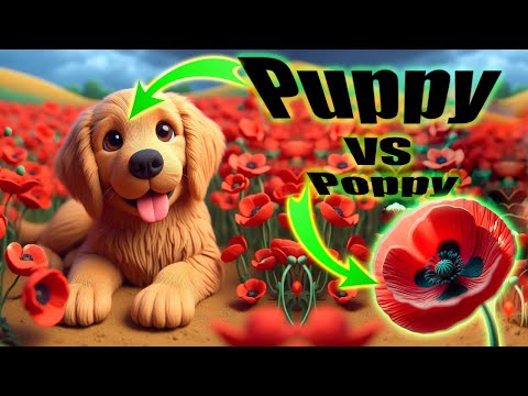 Learn How To Pronounce Puppy