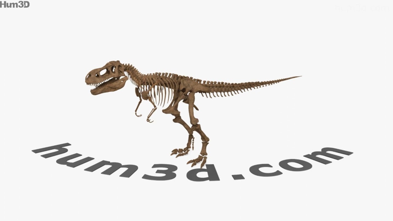 T-rex Skeleton 3D model by 3DModels.org