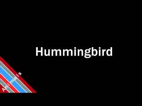 How to Pronounce Hummingbird