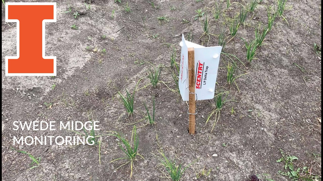 Swede Midge Monitoring