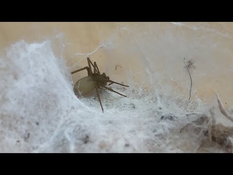 Summer heat sends spiders scurrying into homes