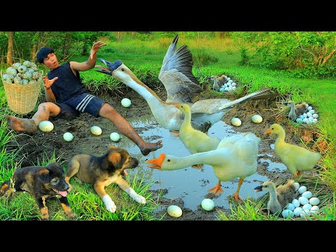 Survival in the rainforest-Man smart dog met geese & baby geese | cook goose egg with lettuce-Eating