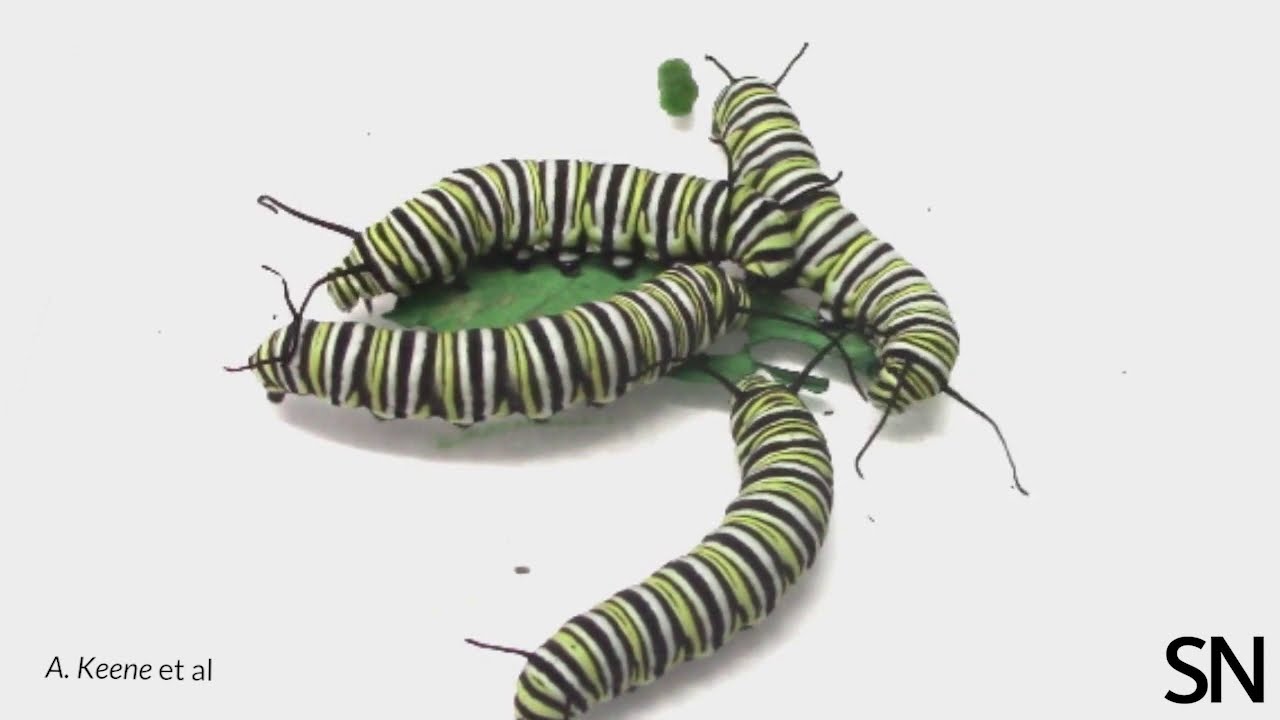 See monarch caterpillars fight over food and space | Science News