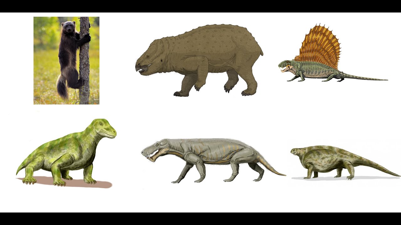 Synapsids #1: a short introduction
