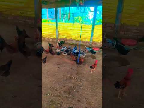 all breed of chicken